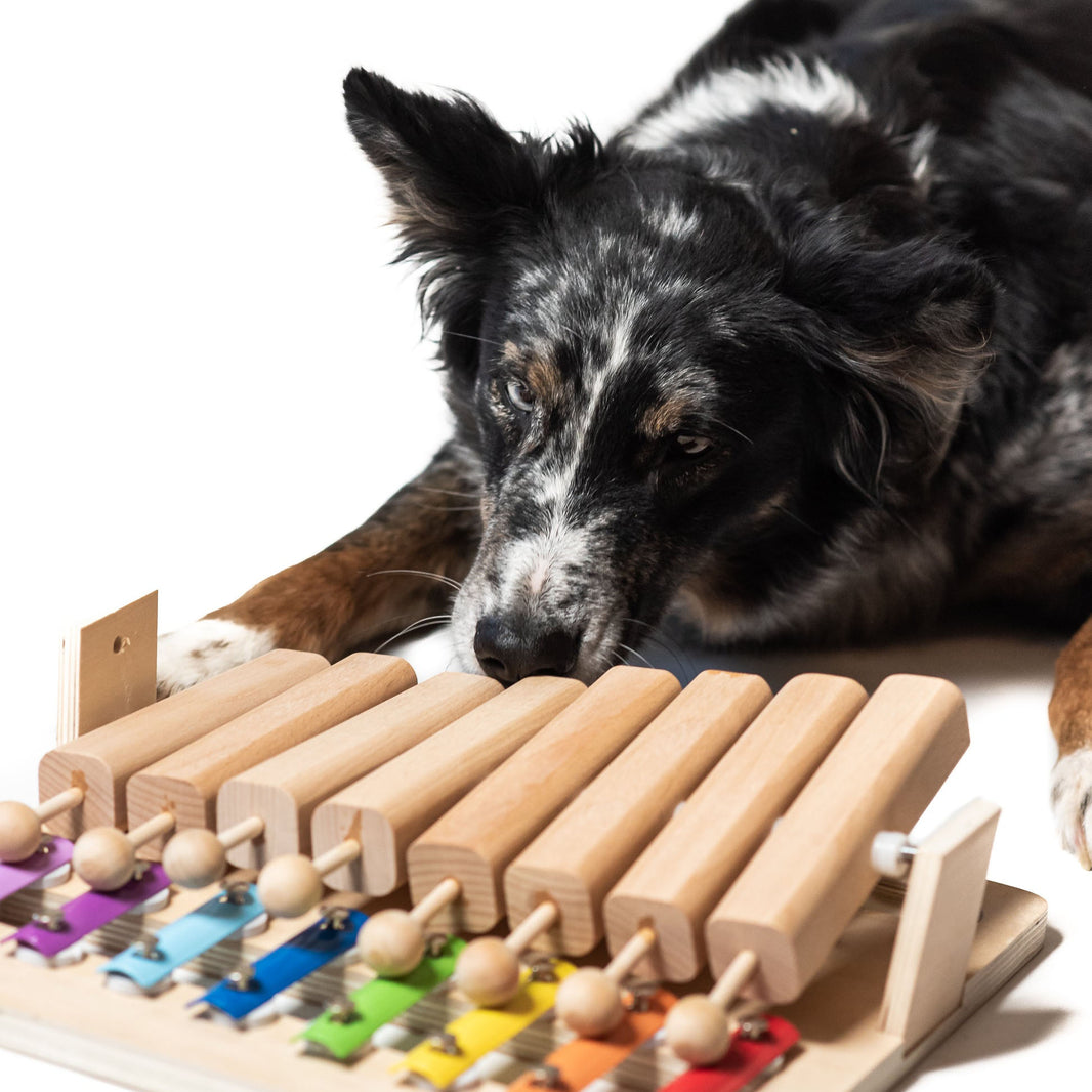 Interactive Dog and Cat Puzzle Toys For Intelligent Pets